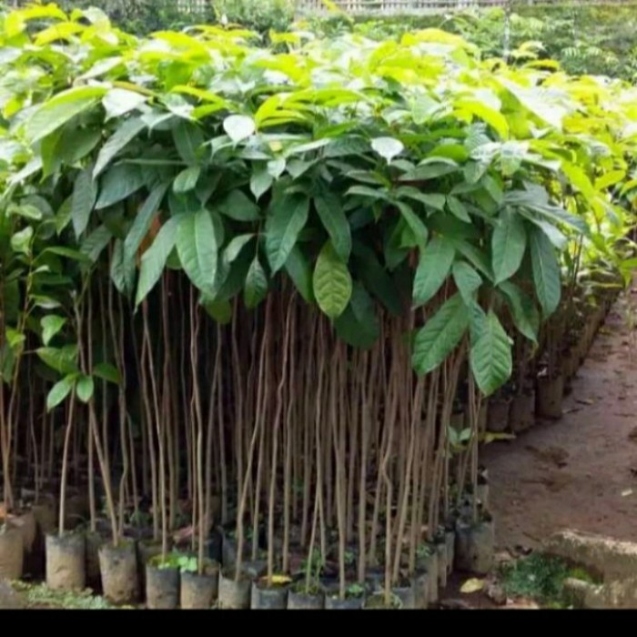 Jual Bibit Mahoni Afrika 1 Meter Up Siap Tanam / Bibit Kayu Mahoni ...