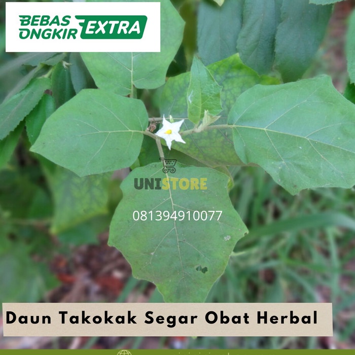Jual Herbal Jantung Berdebar -DAUN TAKOKAK SEGAR - Tekokak (solanum ...