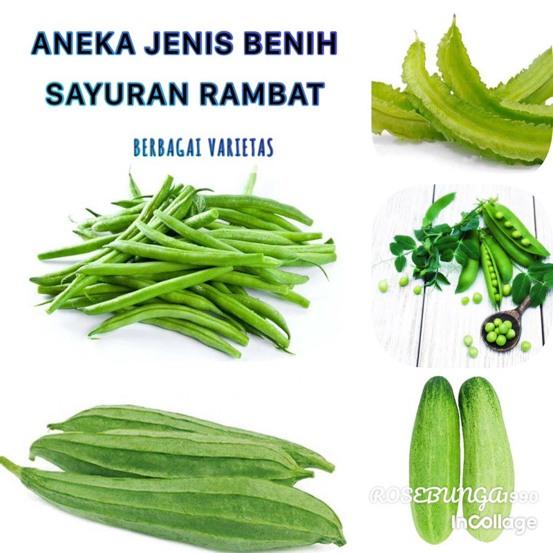 Jual Aneka Benih SAYURAN MERAMBAT, Labu Air, Timun, Pare, Kacang ...