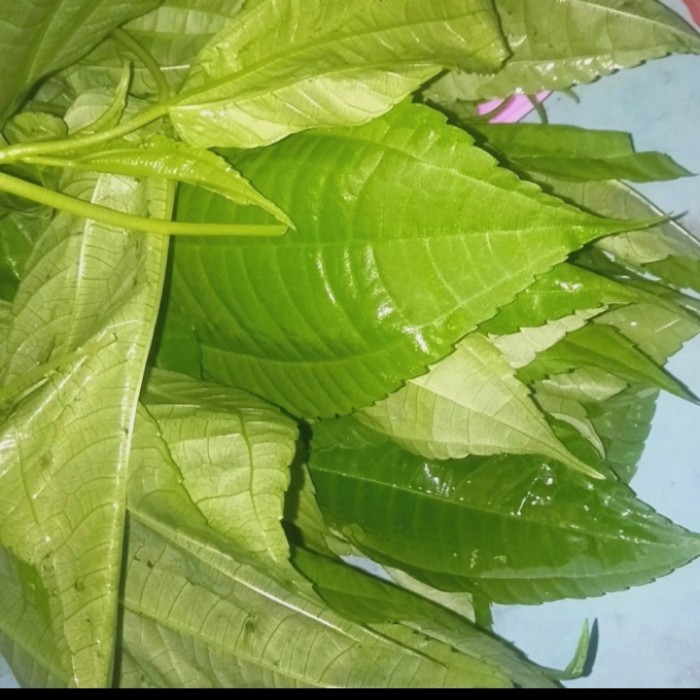 Jual daun lalapan pohpohan 500grm | Shopee Indonesia