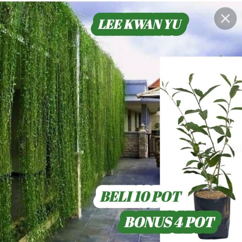 Jual POHON LEE KWAN YEW / JANDA MERANA | Shopee Indonesia