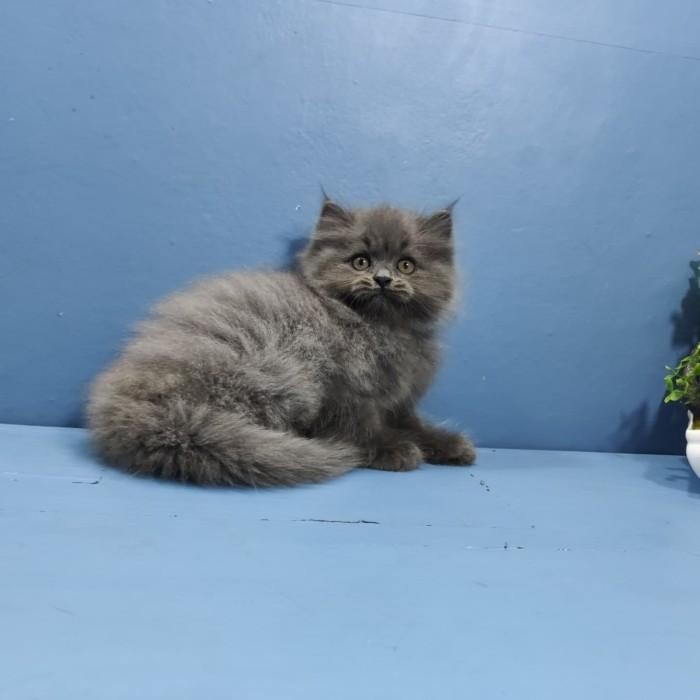 Jual kucing kitten persia anggora himalaya | Shopee Indonesia