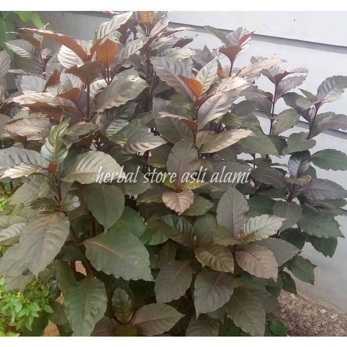 Jual Daun handeuleum/daun ungu segar | Shopee Indonesia