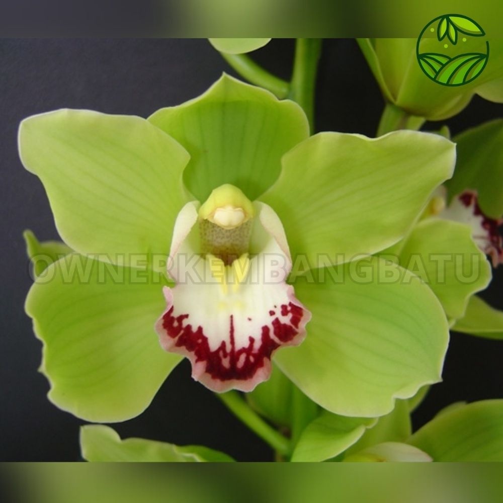 Jual Anggrek Cymbidium Alice Anderson Dewasa - Anggrek Tanah | Shopee ...