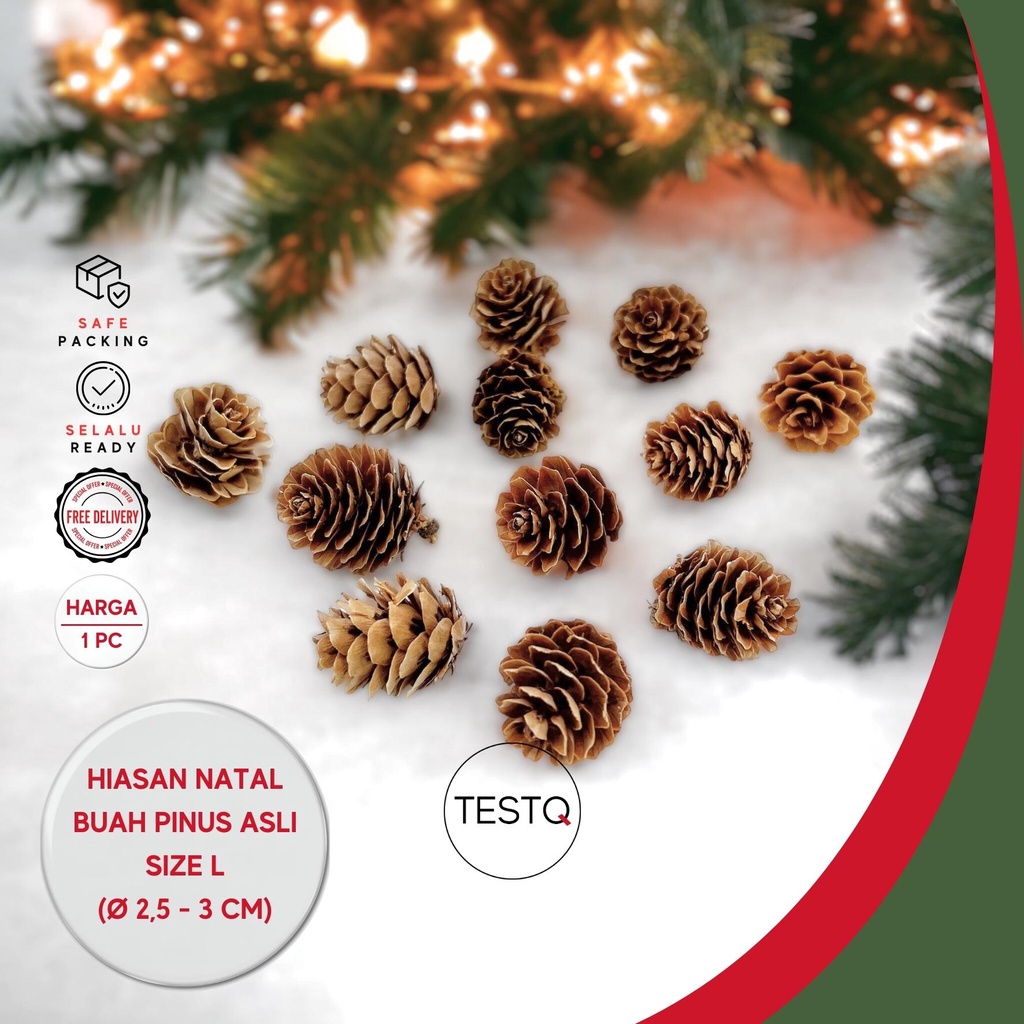Jual Hiasan Natal Buah Pinus Kulit Tipis Asli Natural Size L Besar ...