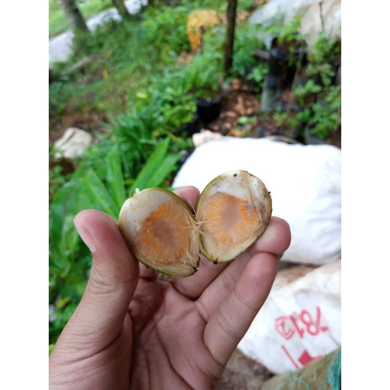 Jual BUAH PINANG MUDA SEGAR 1kg | Shopee Indonesia