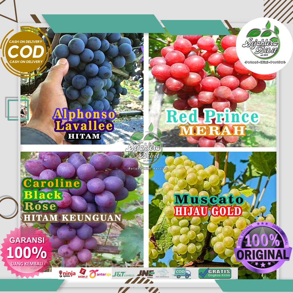 Jual Bibit Anggur Satu Paket Isi 4 Varian Cepat Berbuah (4 Jenis ...