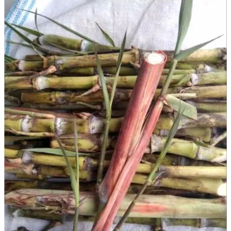 Jual Bibit Terubuk Terubus Tebu Sayur isi 10 Batang Tebu Telur Turubuk ...