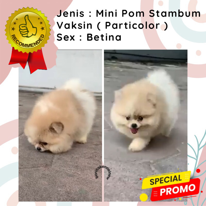 Jual Anak Anjing Mini Pomeranian Stambum Jantan Mini Pom Snow White ...