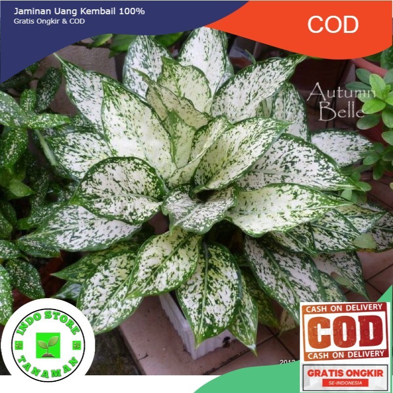 Jual Tanaman hias aglonema snow white - Tanaman Hidup-Bunga Hidup ...