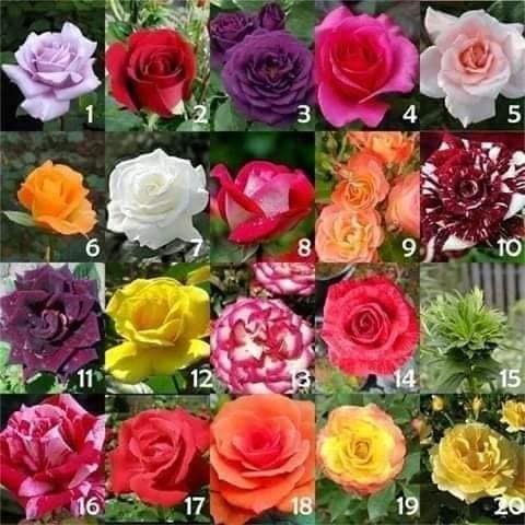 Jual Paket MURAH Tanaman 10 Bunga Mawar (rosa sp) pilih warna ...