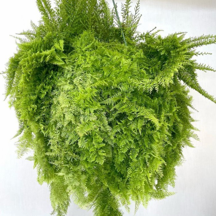 Jual tanaman pakis embun fern cotton candy | Shopee Indonesia