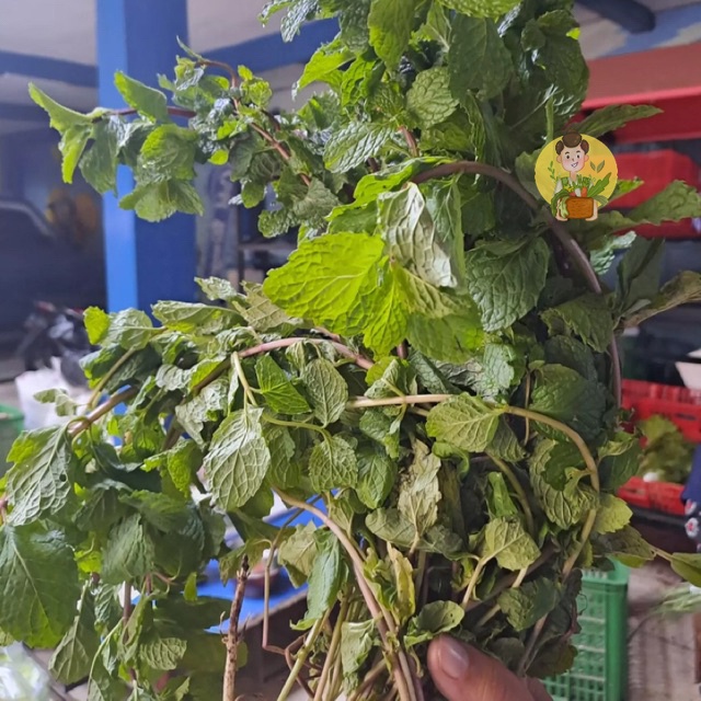Jual Pappermint 100gr / Daun Mint 100gr / Daun Mint Fresh - Sayur Segar ...