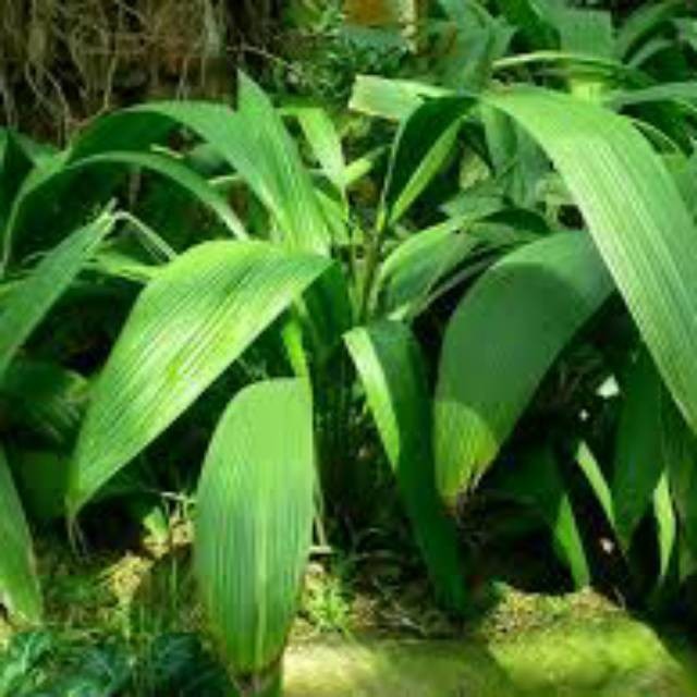 Jual Bahan bungkus bacang/bakcang daun curculigo/congkok segar | Shopee ...