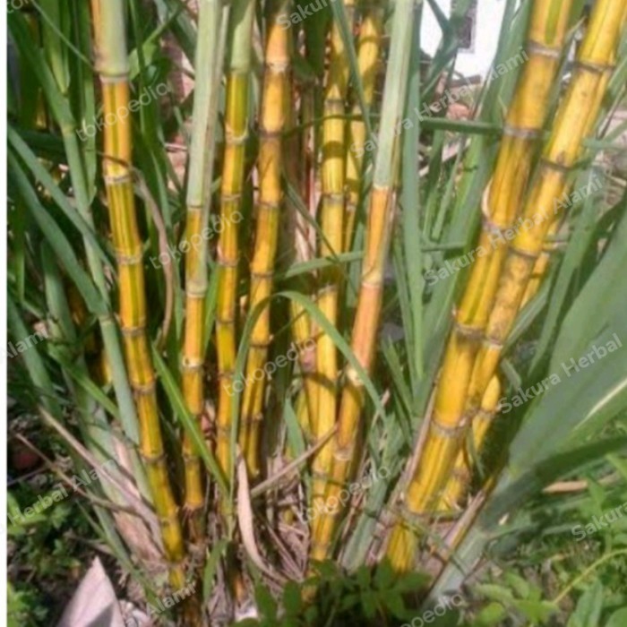 Jual bibit stek tanaman tebu kuning manis | Shopee Indonesia