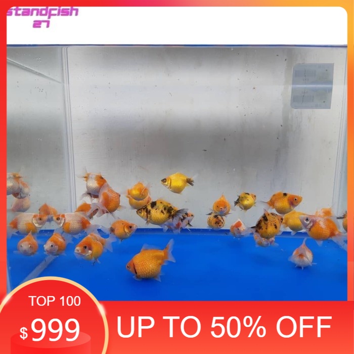 Jual singletank Hias Koki Mutiara Tikus jumbo mutik beli 3 gratis 1 ...
