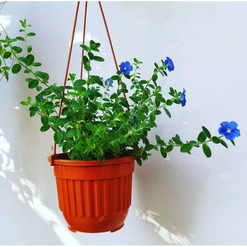 Jual PROMO 11.11 // tanaman blue eyes bunga biru rimbun super sudah ...