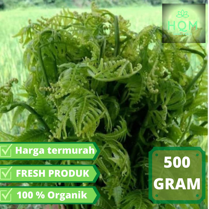 Jual Daun Pakis / Paku Segar sayuran langka tanaman obat | Shopee Indonesia