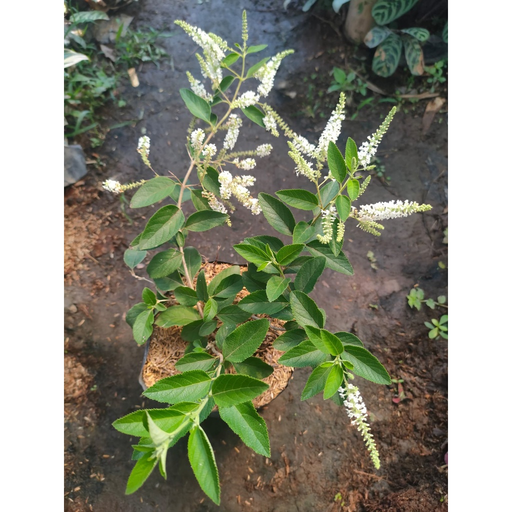 Jual Tanaman Sweet Almond Bush ( Aloysia Virgata ) | Shopee Indonesia