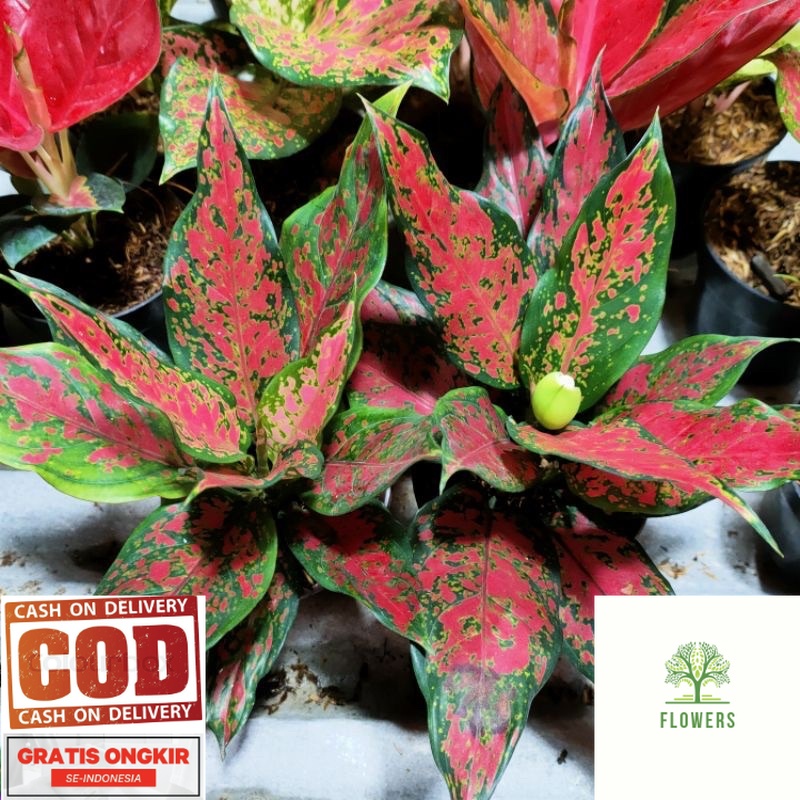 Jual Promo Aglonema ruby garuda batik / daun rimbun tanaman hia hidup ...