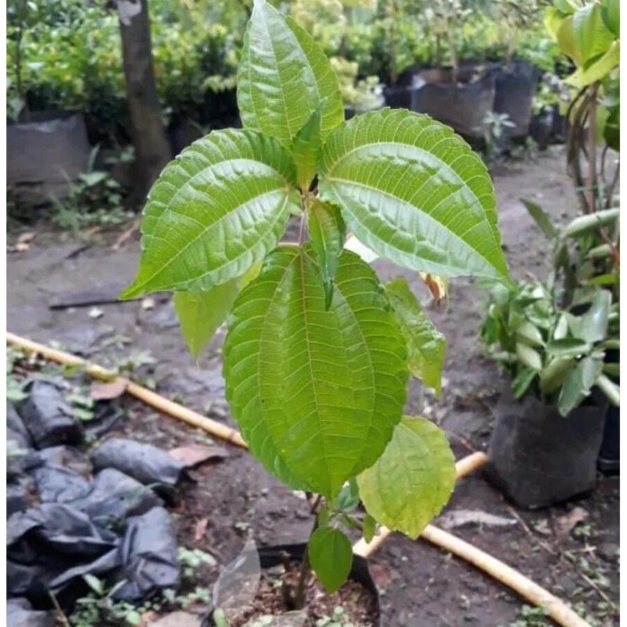 Jual Bibit daun pohpohan /pohon pohpohan /lalapan pohpohan | Shopee ...