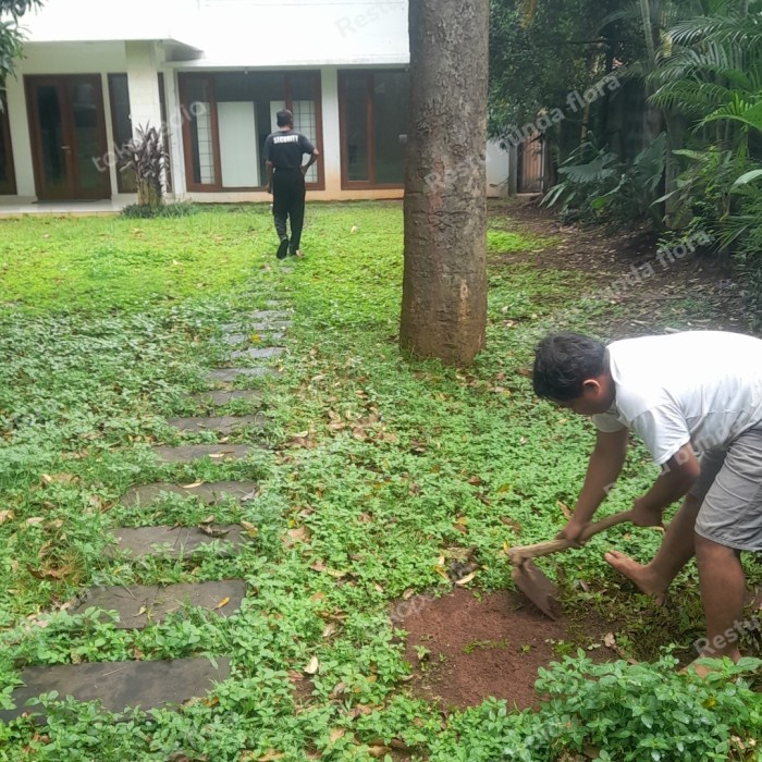 Jual rumput gajah mini pembuatan taman minimalis taman rumah tanam ...