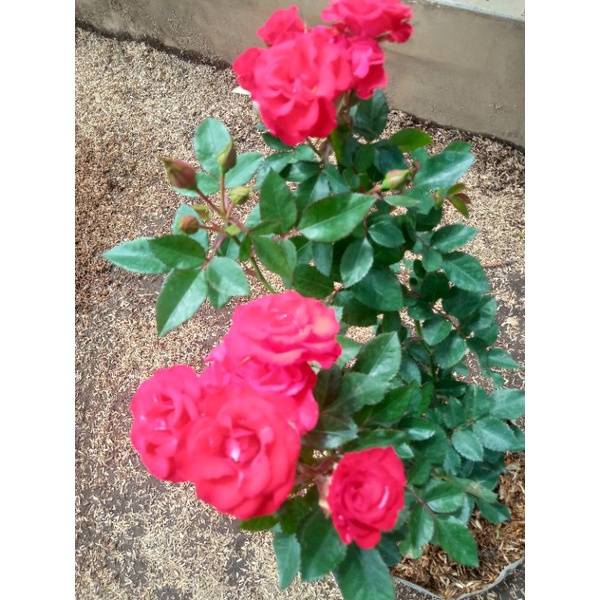 Jual TANAMAN BUNGA MAWAR SPRAY MERAH | Shopee Indonesia