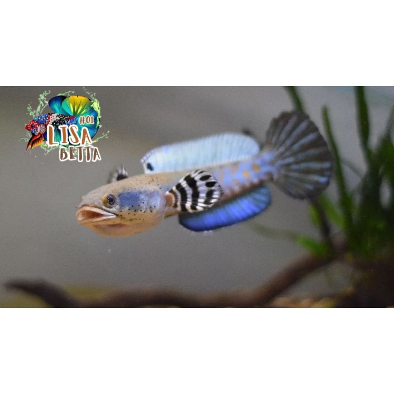 Jual pemanis aquarium ( Channa ) Blue Pulcra 7-8 cm Bahan Terbaik ...