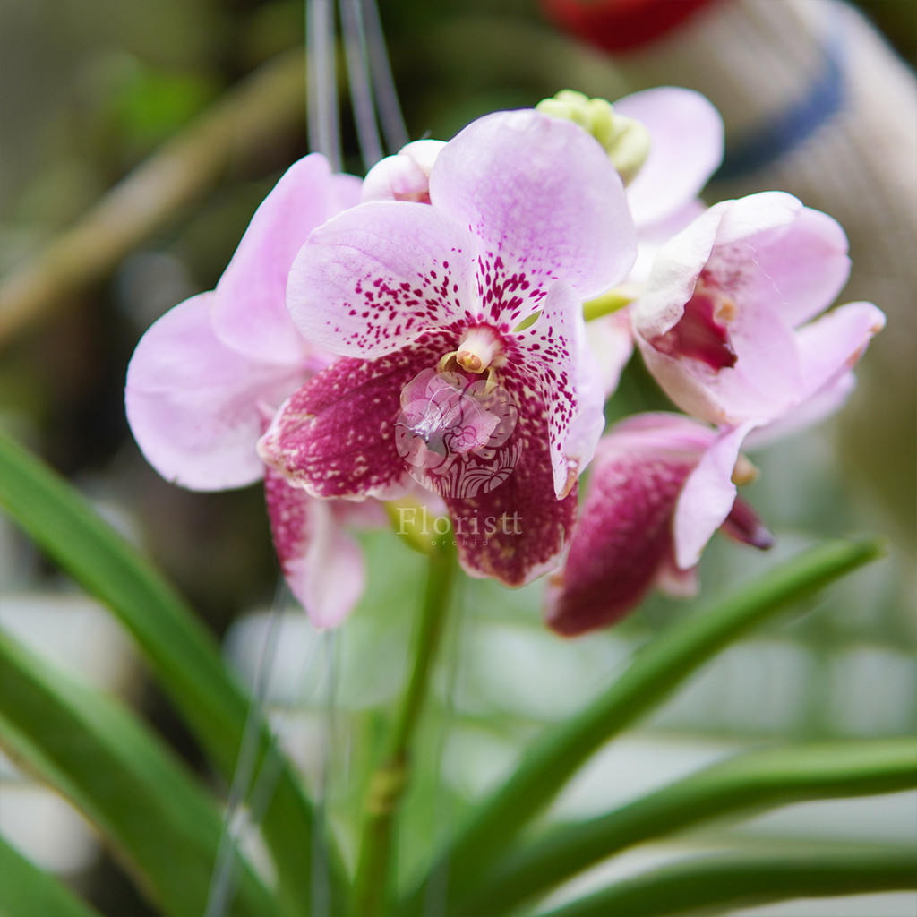 Jual Anggrek Vanda | Shopee Indonesia