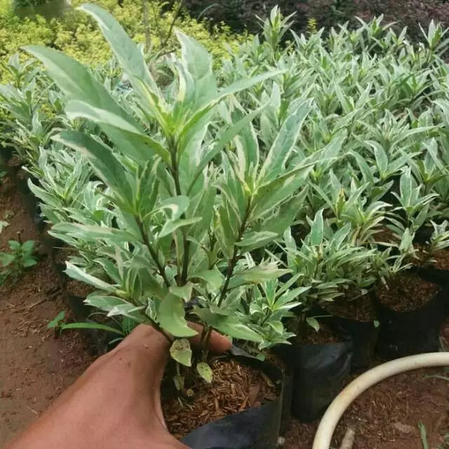 Jual Tanaman Hias Hidup Gandarusa Rawelia Varigata Bisa Untuk Tanaman ...