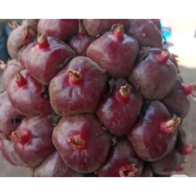 Jual honje laka/honje merah 1 kg | Shopee Indonesia