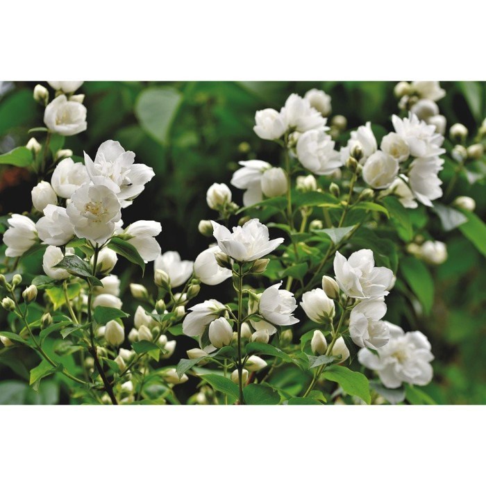 Jual bibit bunga melati raja jasmine yasmin Tanaman Hias Hidup | Shopee ...