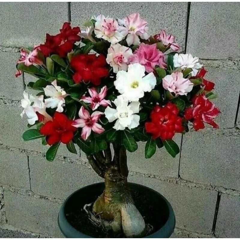 Jual TANAMAN HIAS ADENIUM KAMBOJA JEPANG BUNGA TUMPUK//ADENIUM CABANG ...