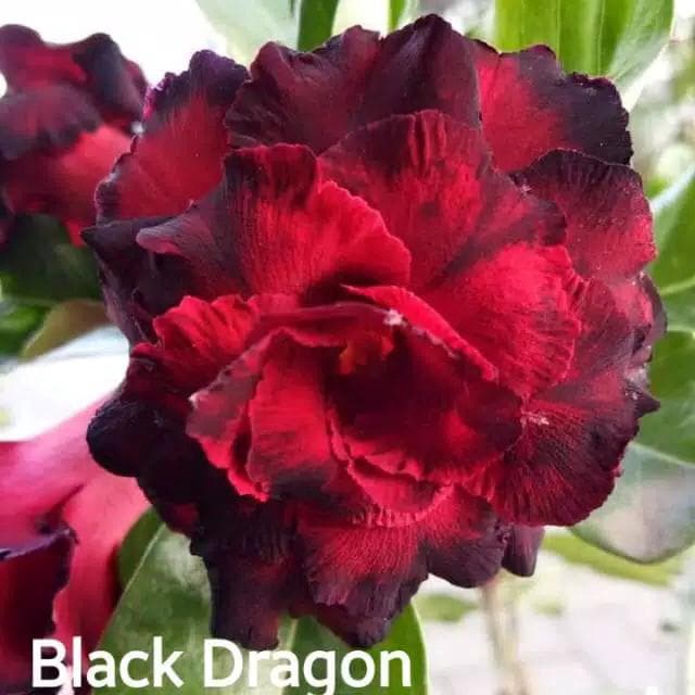 Jual Bibit Tanaman hias adenium ( black dragon ) | Shopee Indonesia