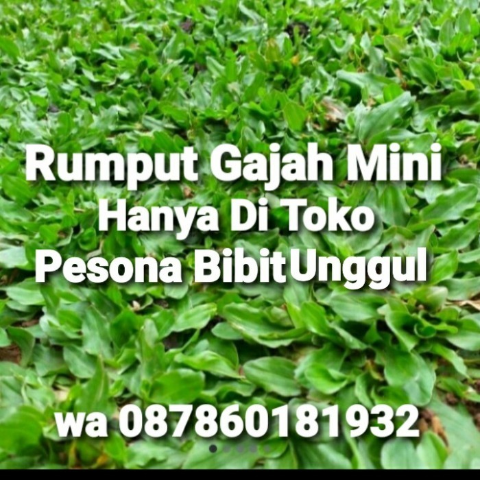 Jual Bibit Rumput Gajah Mini Per Meter 100cm×100cm | Shopee Indonesia