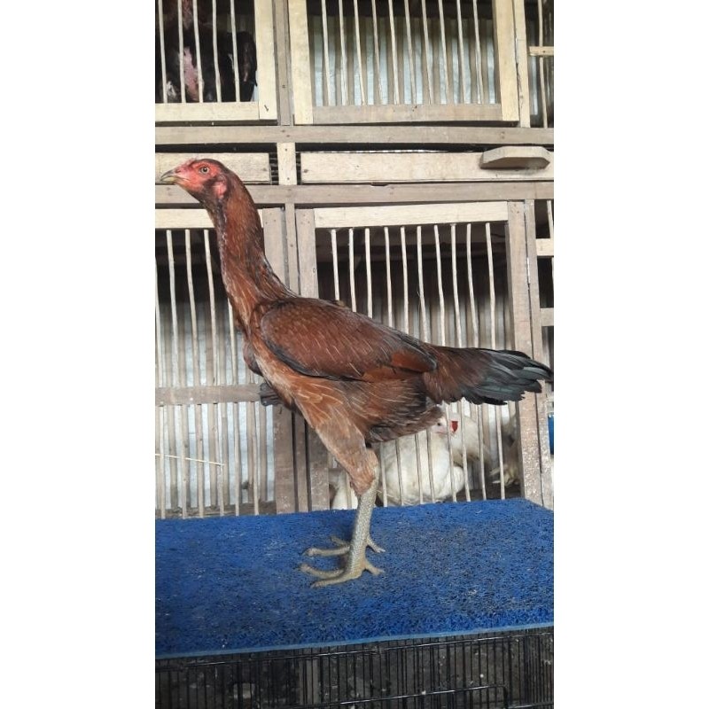 Jual Telur Ayam Pama Ninja super J4lu | Shopee Indonesia