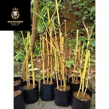 Jual BIBIT BAMBU KUNING PER BATANG PAKE MEDIA TANAH baru promo | Shopee ...