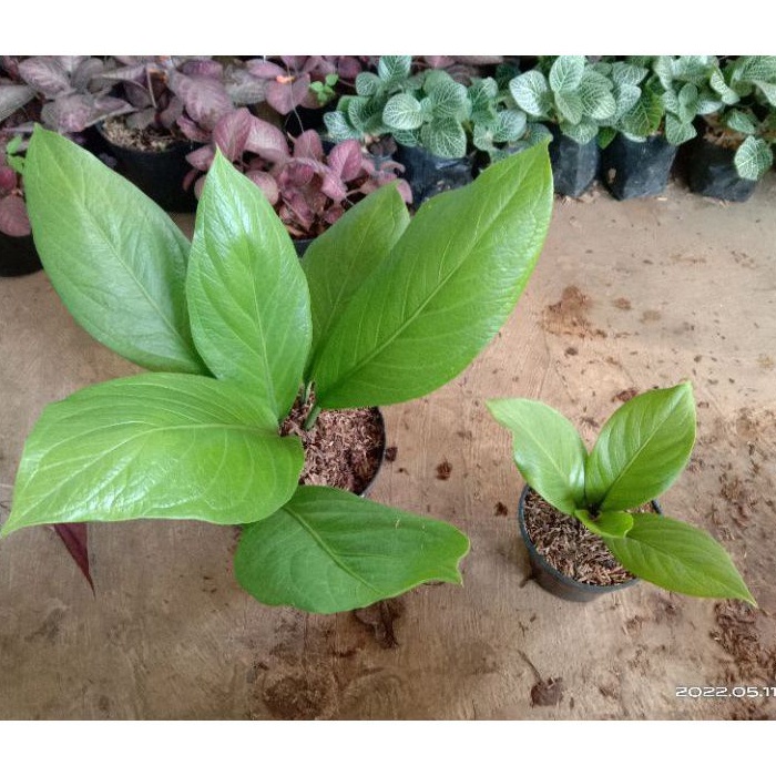 Jual >( BISA COD ) PROMO Anthurium Jenmani Supernova / Tanaman Hias ...