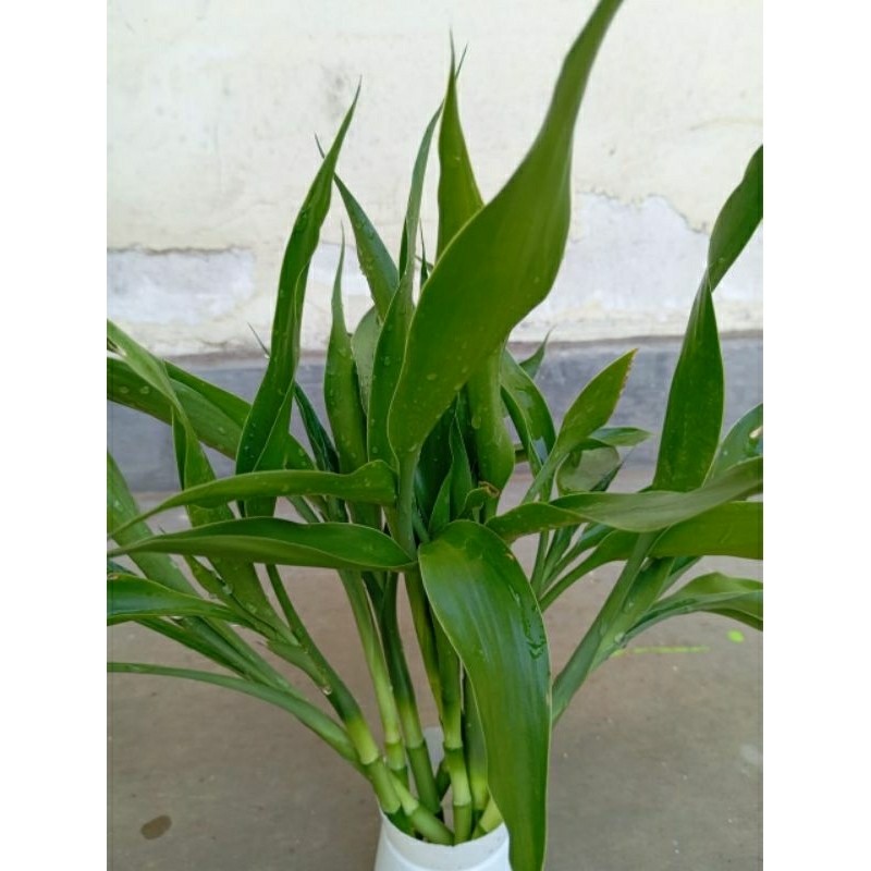 Jual Pohon Bambu Sri Rezeki Bambu Hoki Air, Bambu hias | Shopee Indonesia