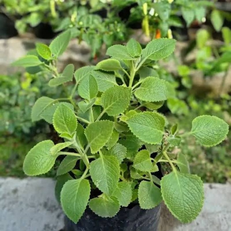 Jual Tanaman Herbal Daun JINTEN - Bibit Tanaman Rempah Jinten | Shopee ...