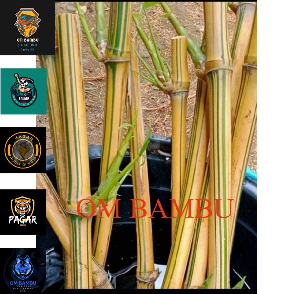 Jual tanaman hias bambu kuning stek siap tanam | Shopee Indonesia