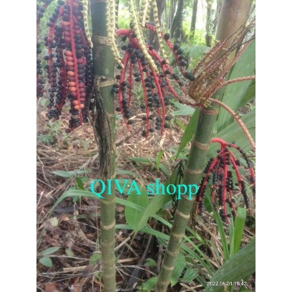 Jual bibit palem hutan mini/pohon pinang hutan/palem bim bim besar dan ...