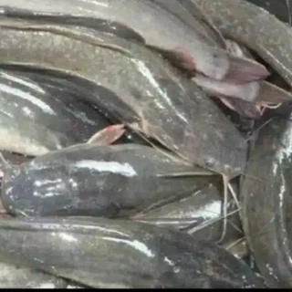 Jual Ikan Lele Per Kg Terlengkap & Harga Terbaru April 2026 | Shopee ...