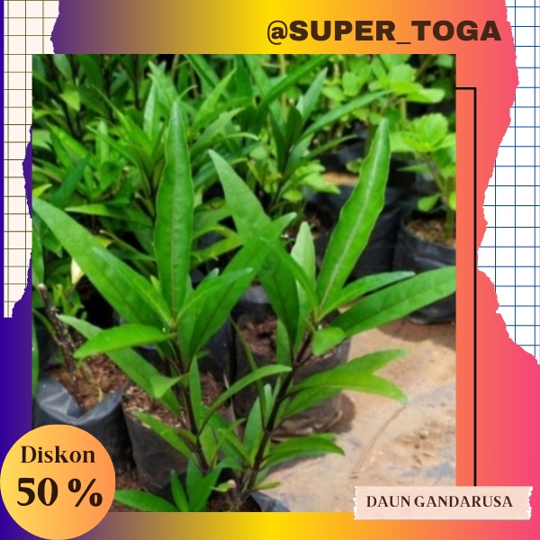 Jual tanaman herbal Gandarusa bibit gondoroso bibit ganda rusa bibit ...