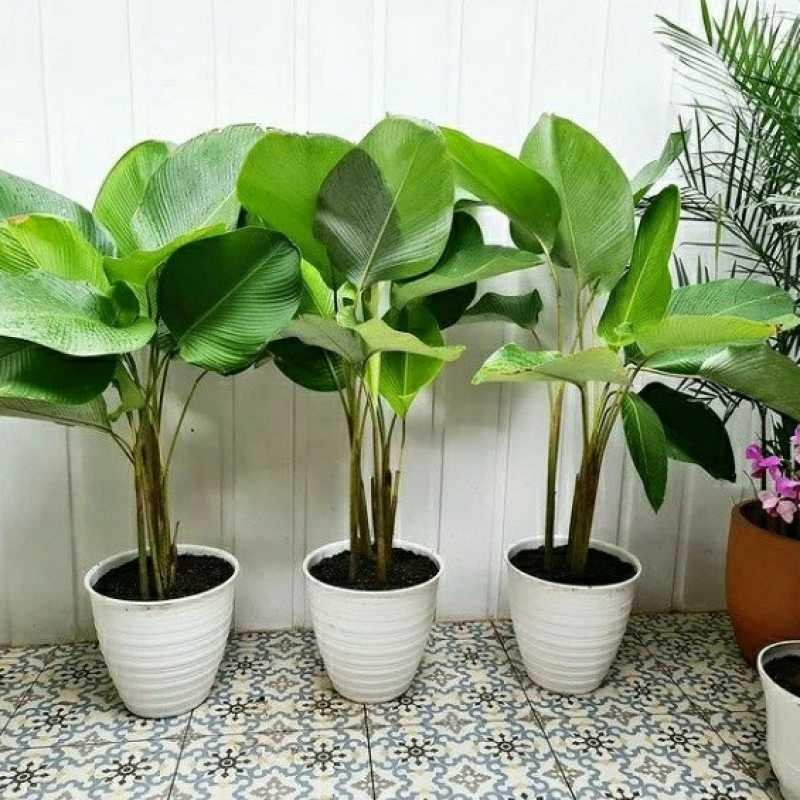 Jual Tanaman hias calatea pisang - calathea bedak tinggi 20 cm up ...