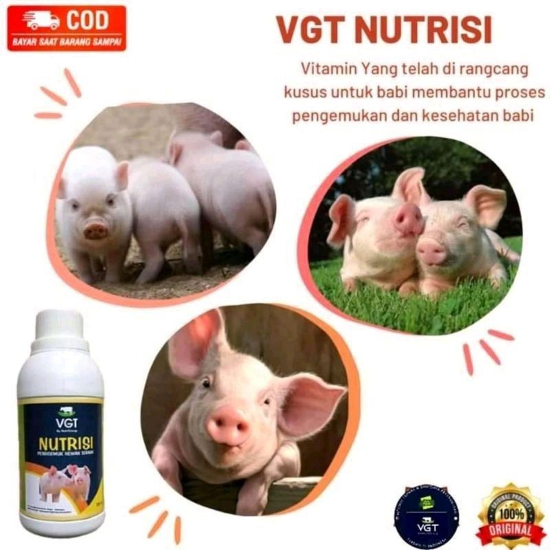 Jual (COD) VGT VITAMIN PENGGEMUK BABI PROBIOTIK NUTRISI ORGANIK DAGING ...