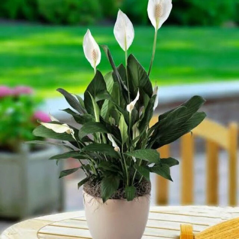 Jual Tanaman Hias Bunga Peace Lily | Spathiphyllum, Pembersih Udara ...