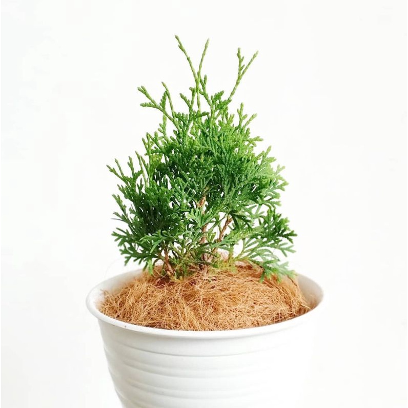 Jual Bunga CEMARA WANGI - Tanaman Hias Hidup Daun Cemara Wangi - Pohon ...