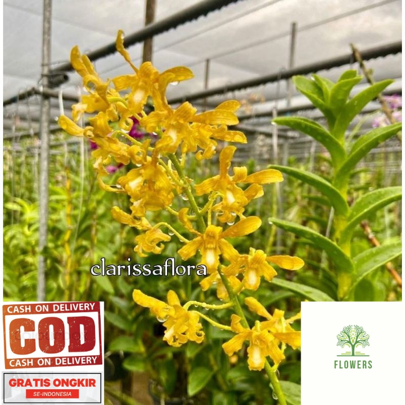 Jual ANGGREK DENDROBIUM SYLVANUM FLAVA-sudah Knop/Spike-DENDROBIUM ...