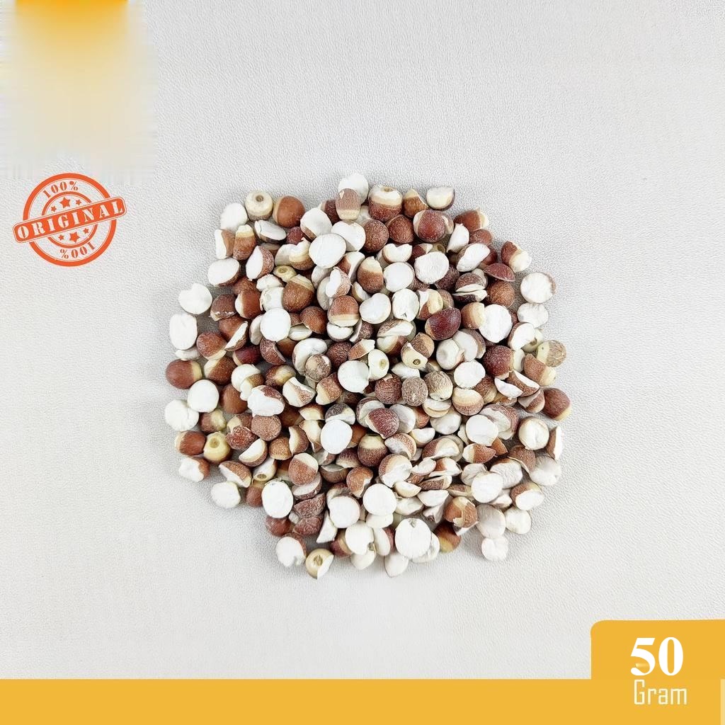Jual QIAN SHI (50 GRAM) / SEMEN EURYALIS FEROCIS / FOX NUT / EURYALE ...